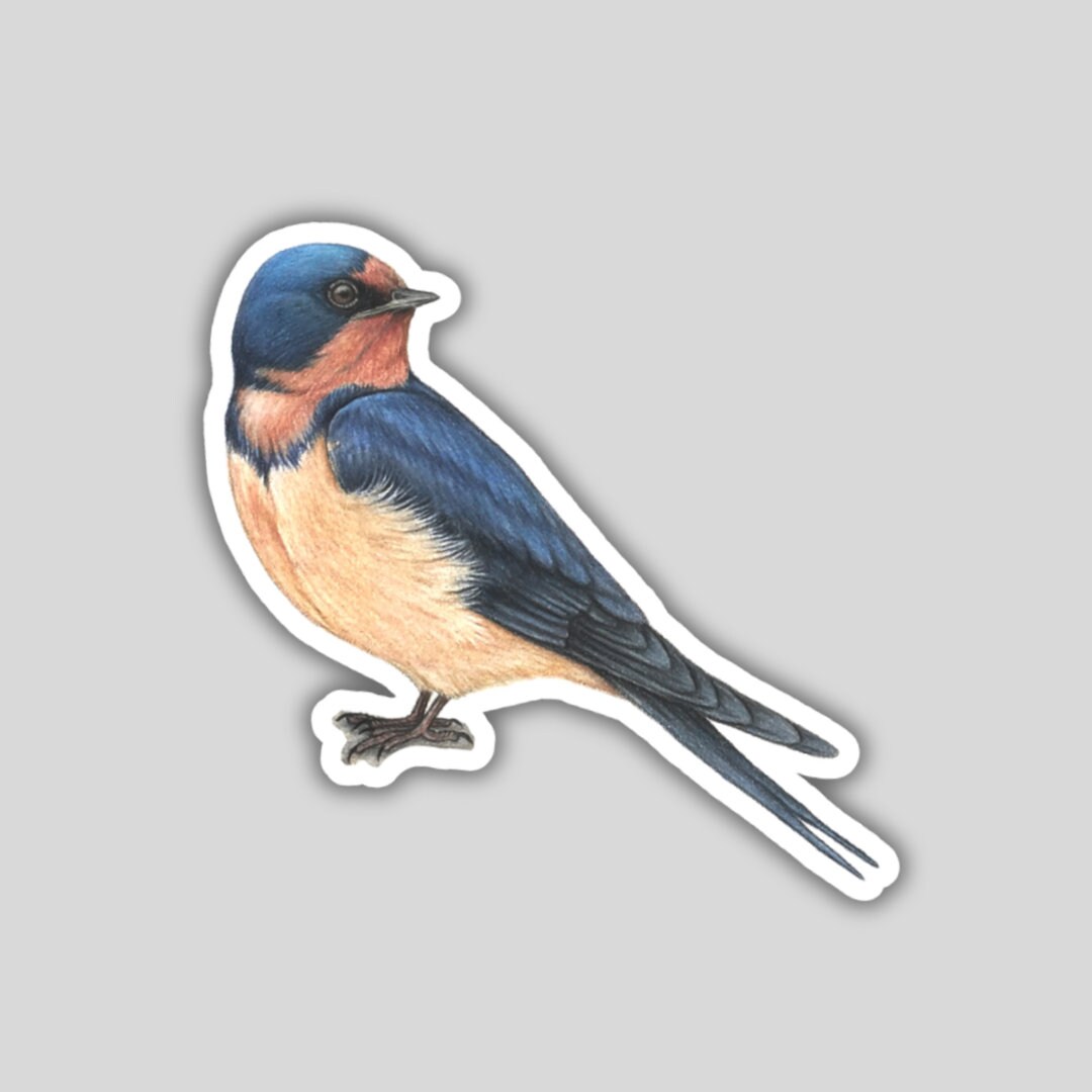 Barn Swallow Sticker, Water-resistant, Bird Lover Gift, Birding ...