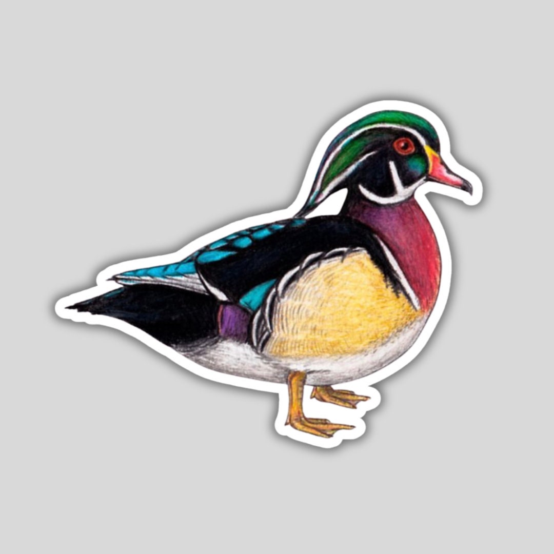 Wood Duck Sticker, Water-resistant, Backyard Bird Lover Gift, Birding ...