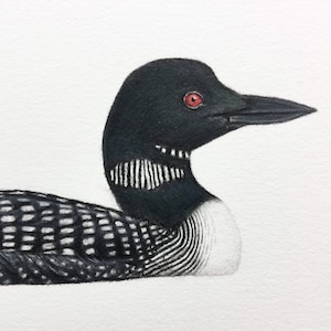 Loon Art, Loon Drawing, Bird Art, Bird Drawing, Print , Original ...