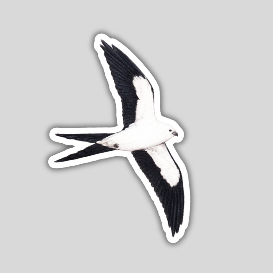 Swallow Tailed Kite Sticker, Water-resistant, Bird Lover Gift, Birding ...