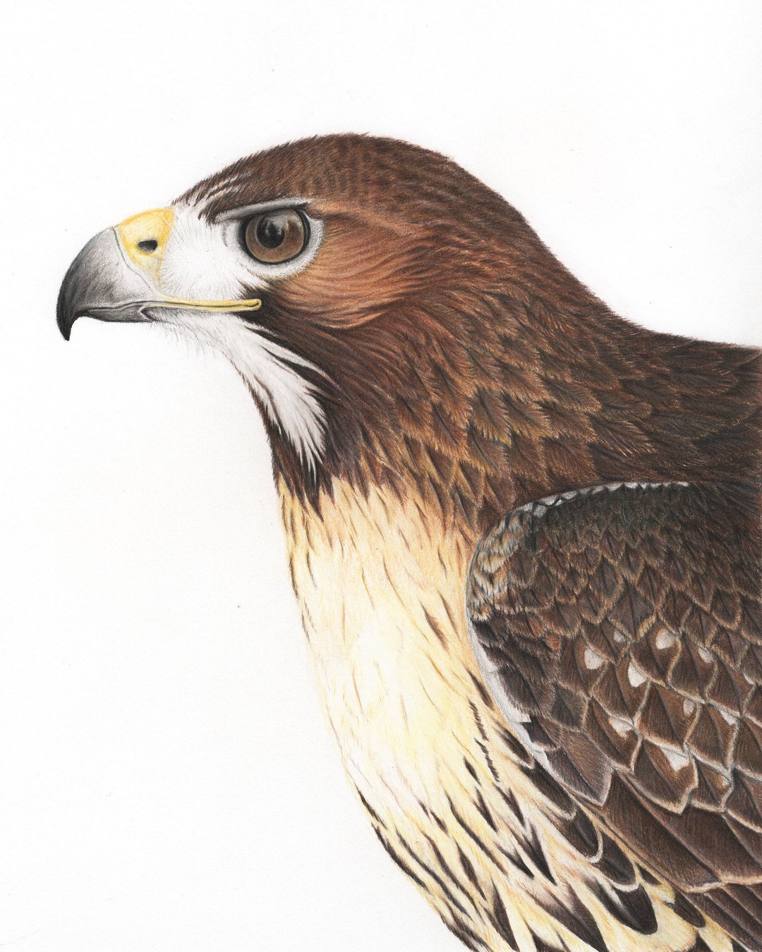 Print Red Tailed Hawk Art Drawing Colored Pencil Bird Birds Bird of ...