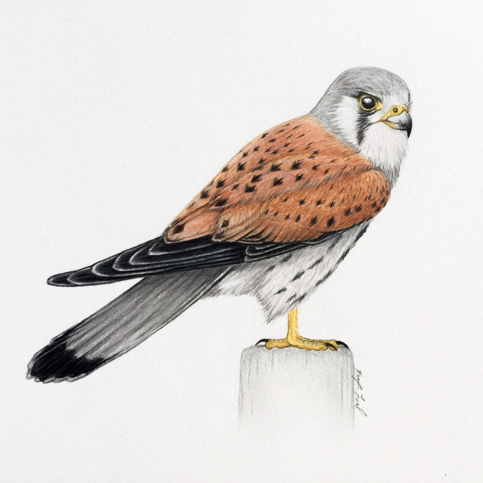 Eurasian Kestrel Art Drawing Falconry Illustration Birding Birdwatching ...
