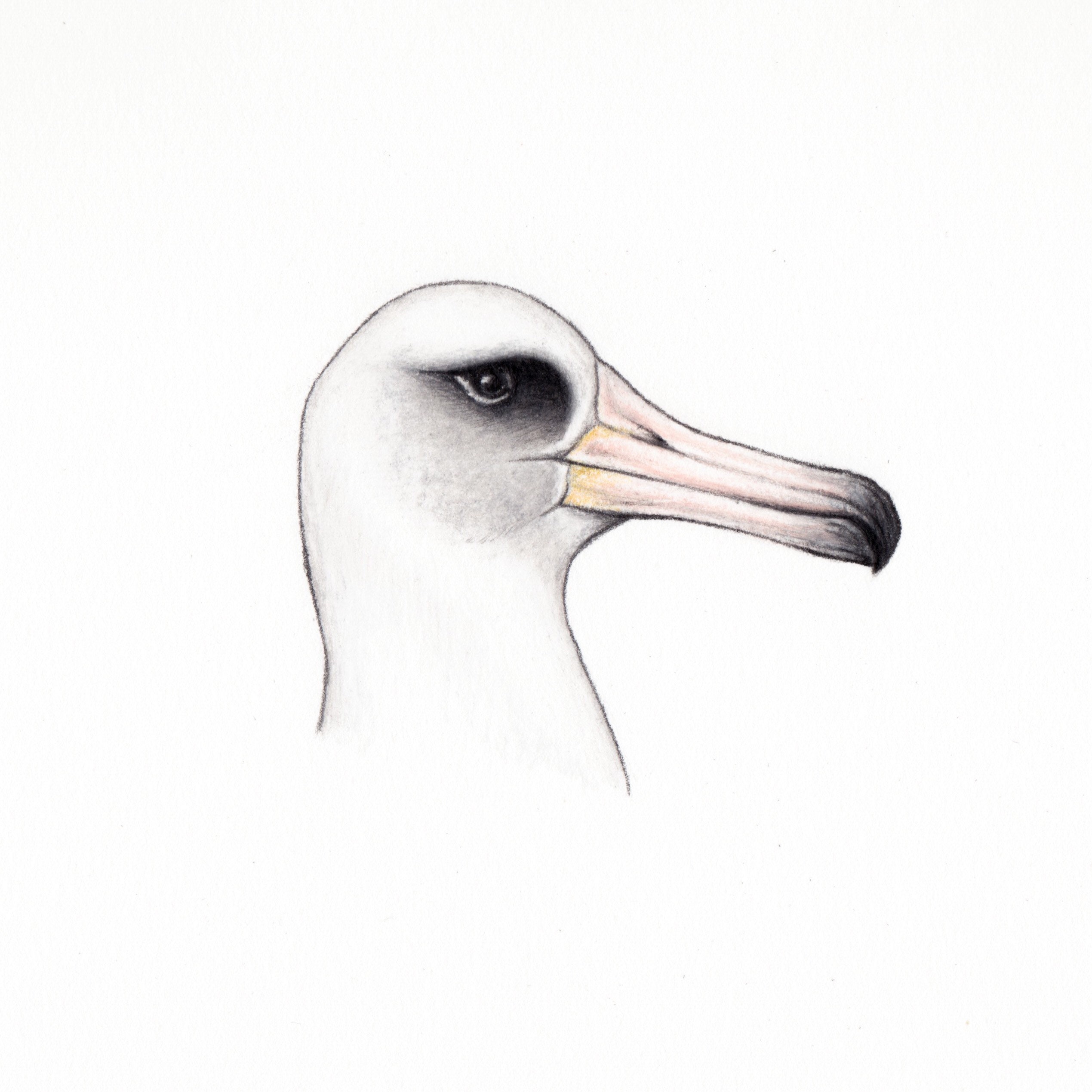 Albatross Bird Drawing