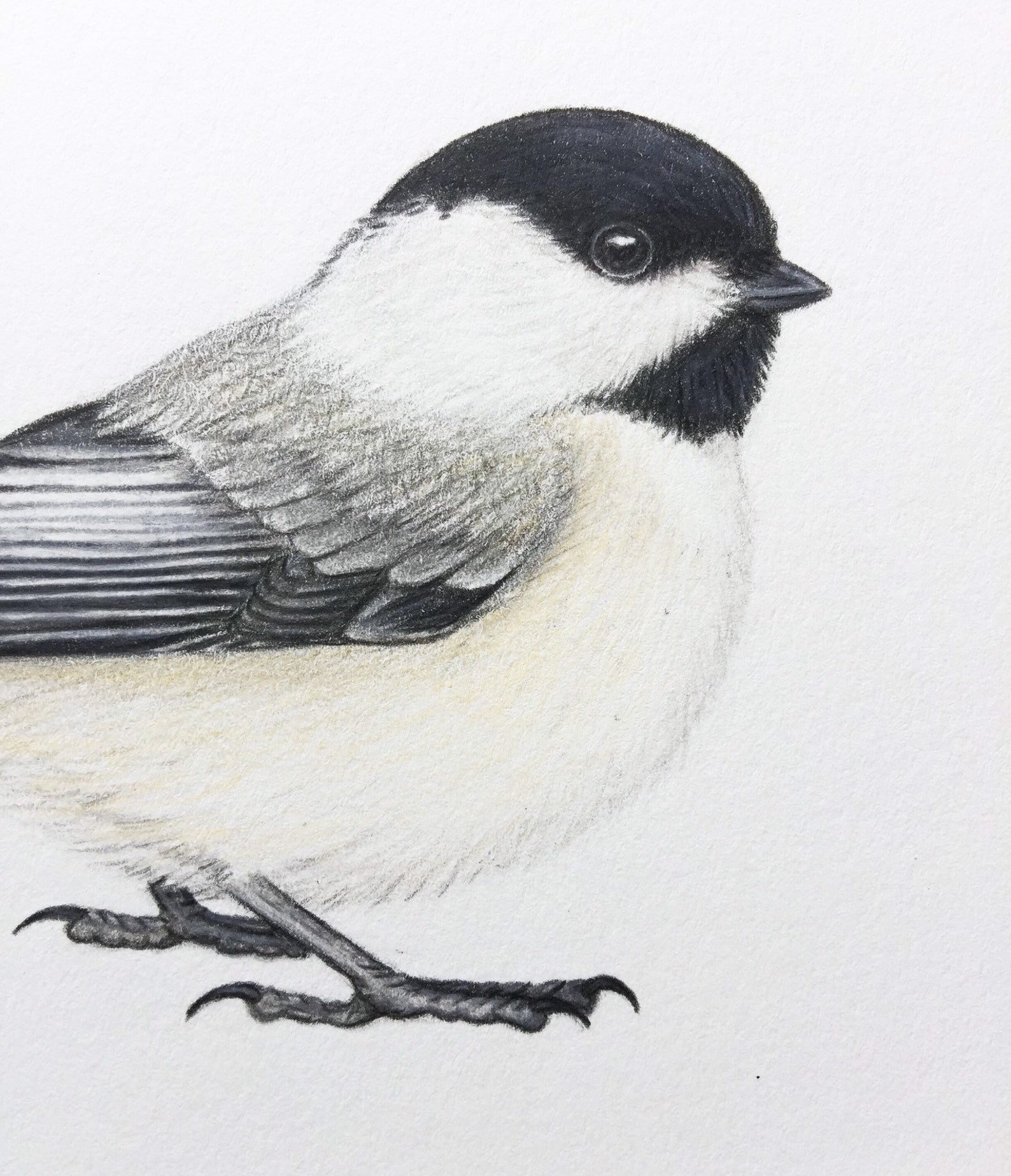 Black-capped chickadee art chickadee drawing bird art bird | Etsy