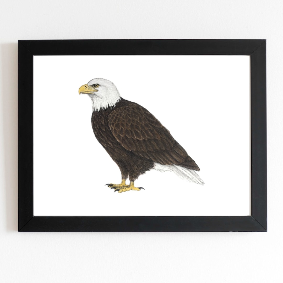 Bald Eagle Art Print 5x7 Bird of Prey Raptor Wildlife Birder ...