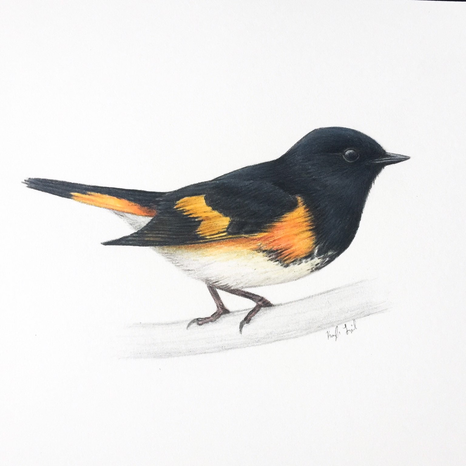 American redstart bird art bird drawing songbird ornithology | Etsy