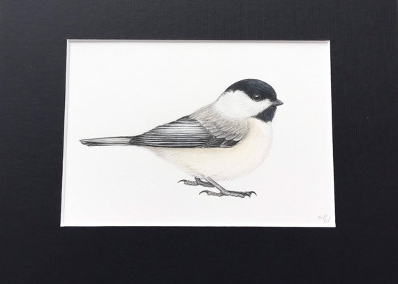 How To Draw A Chickadee