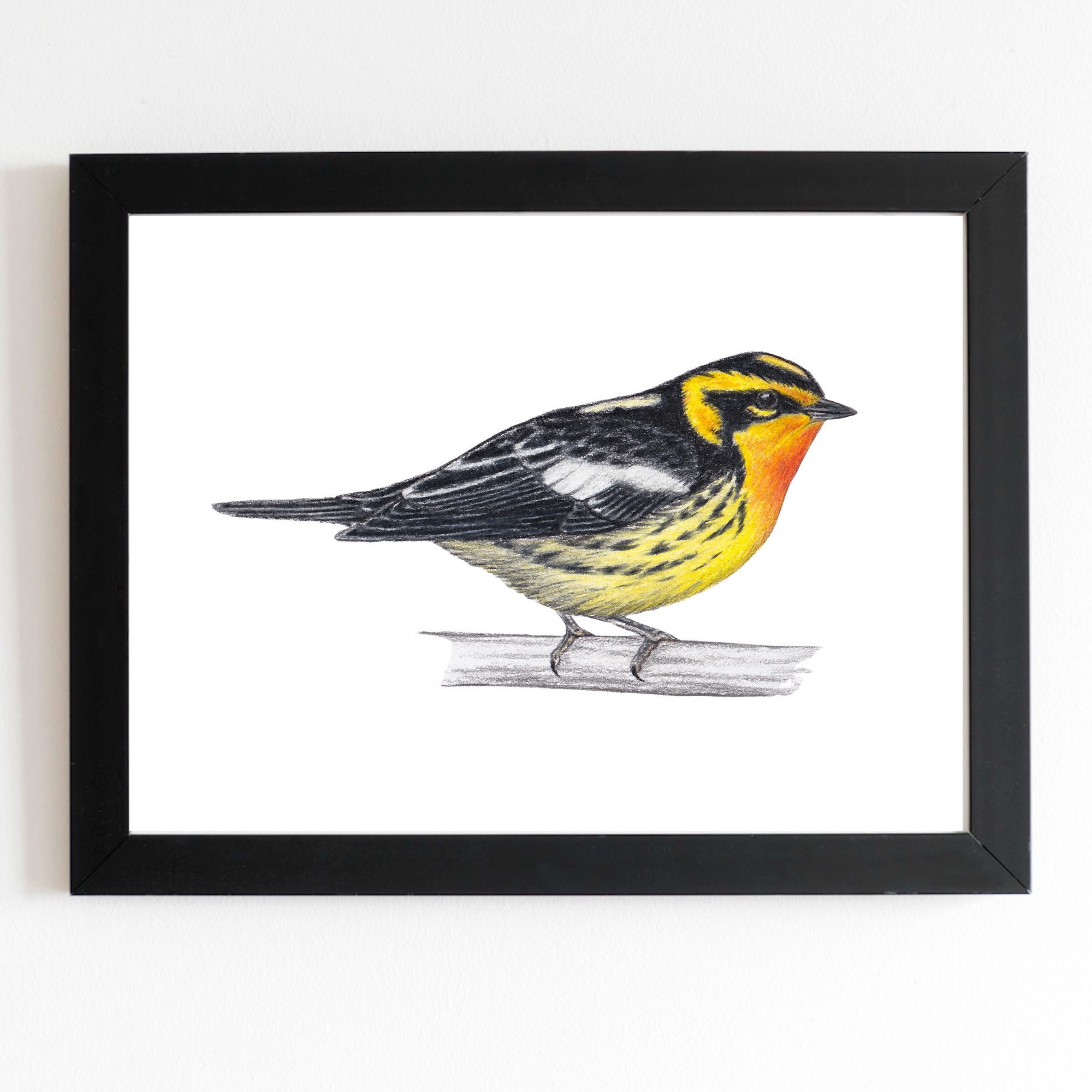 Blackburnian Warbler Drawing