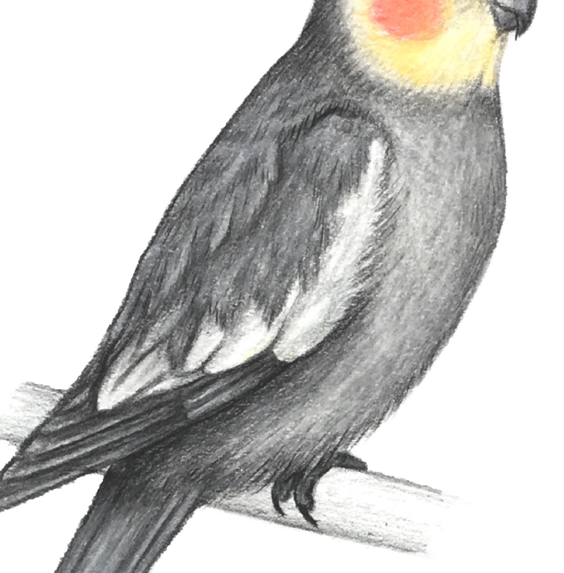 Cockatiel Drawing