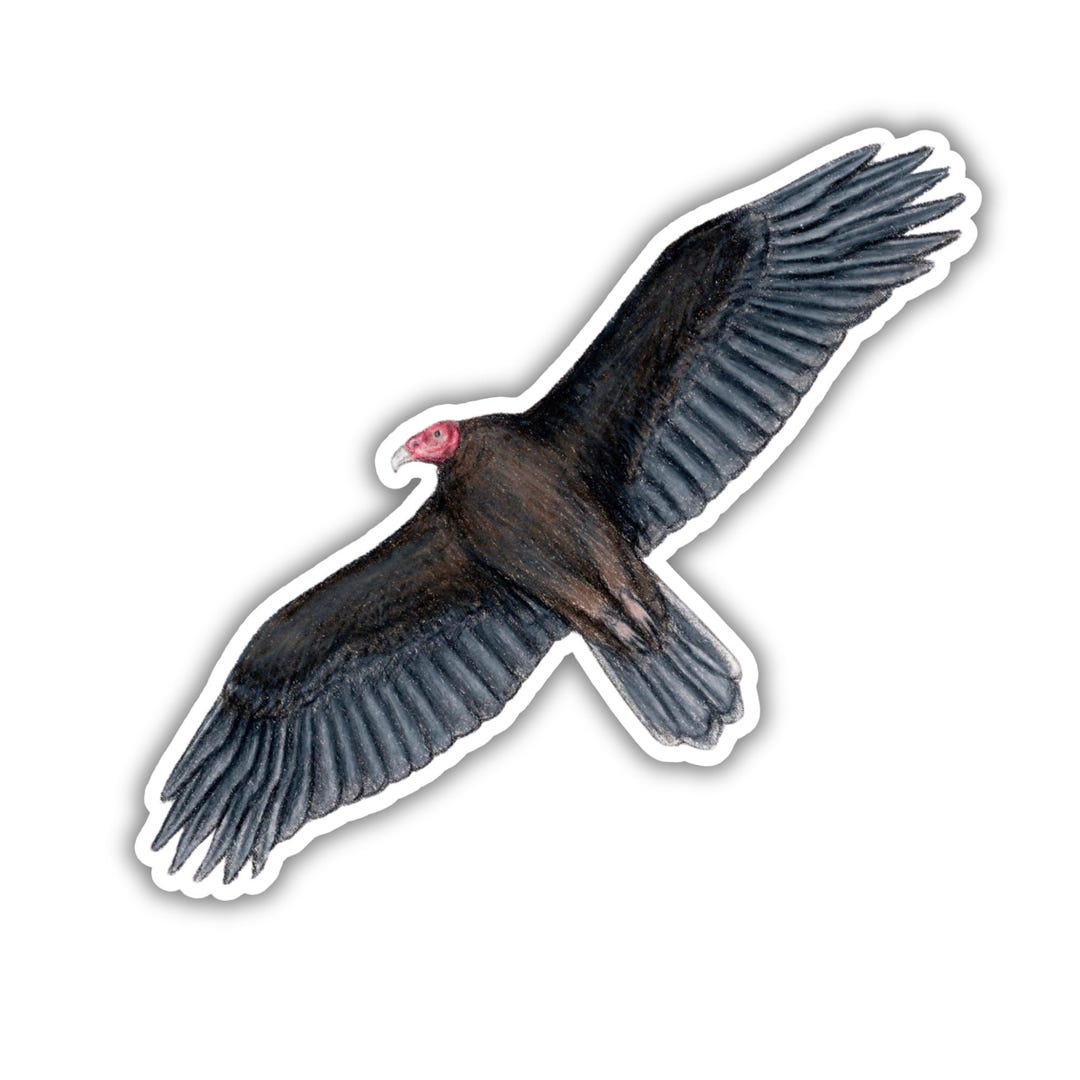 Turkey Vulture Sticker Decal, Water-resistant, Bird Lover Gift, Birding ...