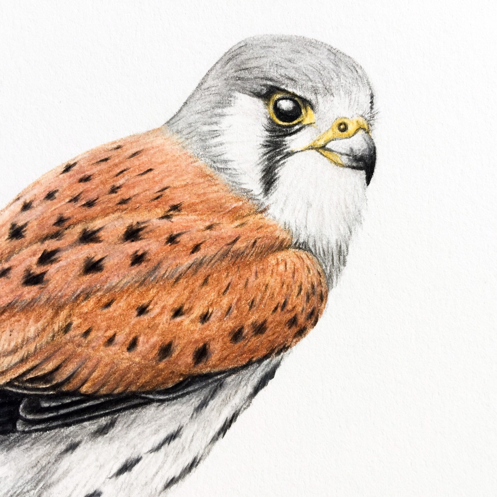 Eurasian Kestrel Art Drawing Falconry Illustration Birding - Etsy Denmark