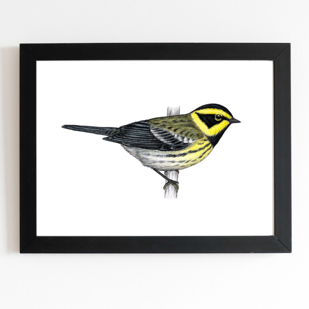 Townsend’s Warbler Print 5x7 Wildlife Birder Birdwatching Bird Lover ...