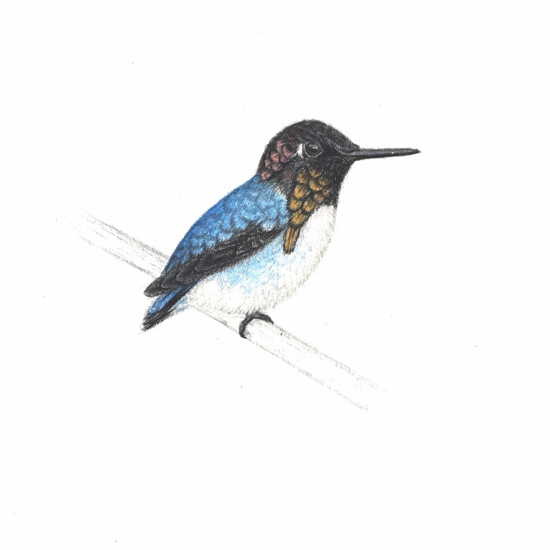 Lifesize Bee Hummingbird Drawing Illustration Bird Art Print 5x7 - Etsy