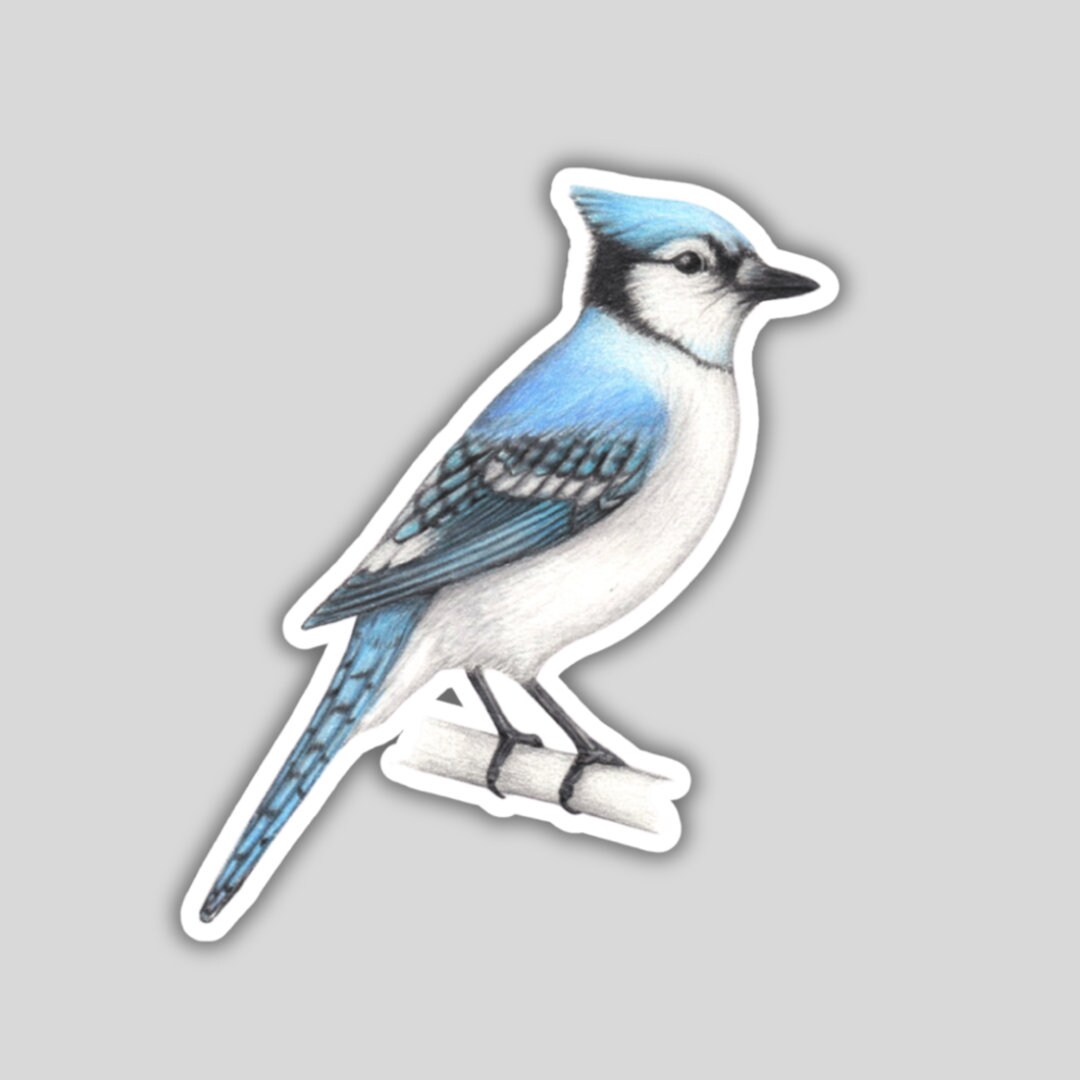 Blue Jay Sticker, Water-resistant, Bird Lover Gift, Birding ...