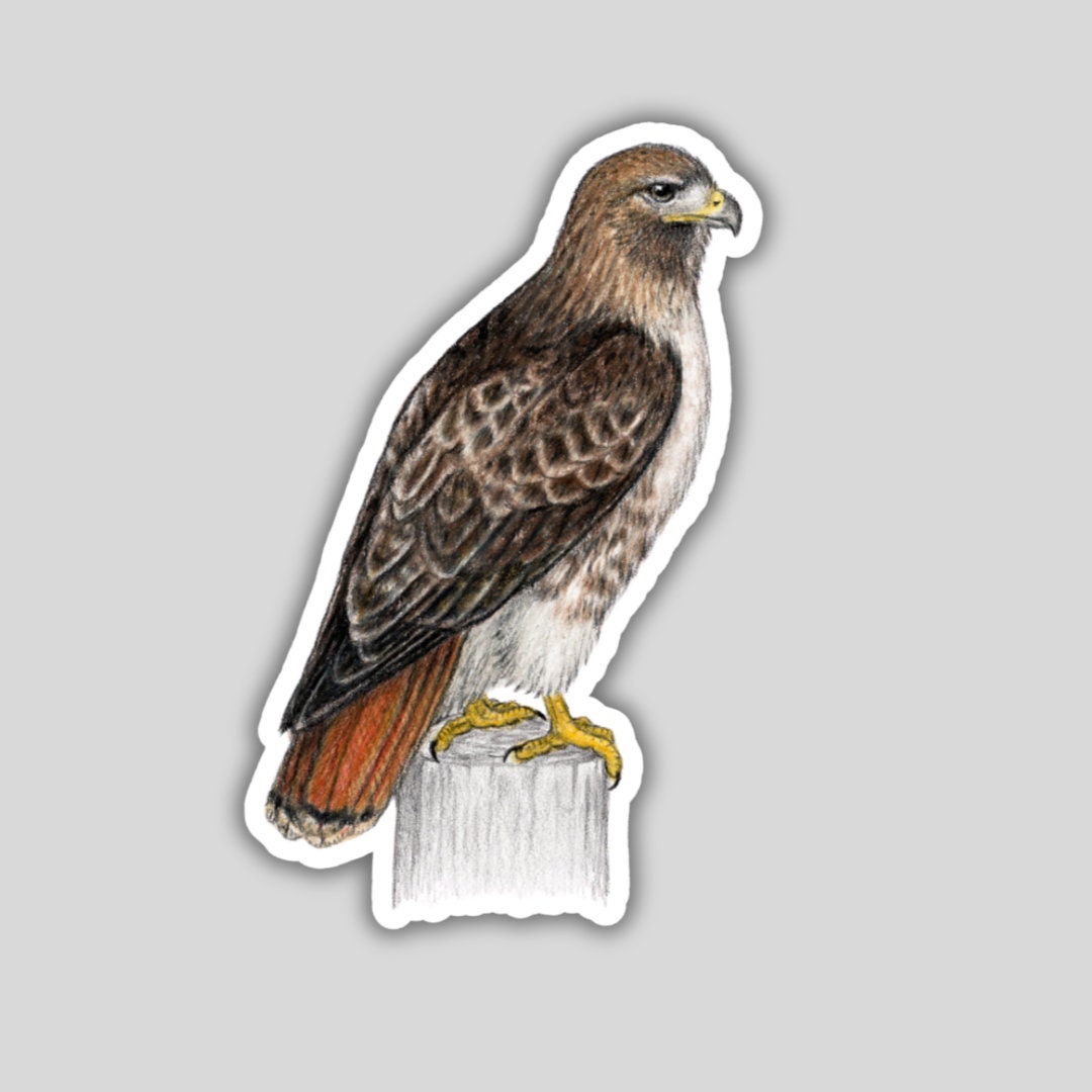Red-tailed Hawk Sticker, Water-resistant, Bird Lover Gift, Birding ...