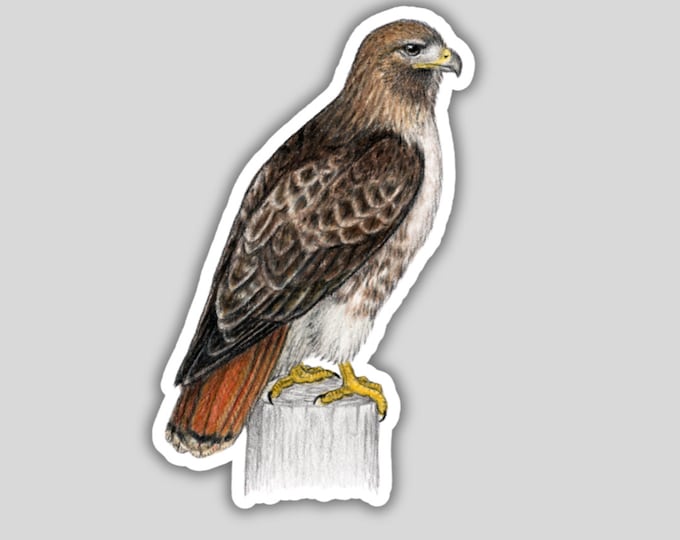 Red-tailed Hawk Sticker, Water-resistant, Bird Lover Gift, Birding ...