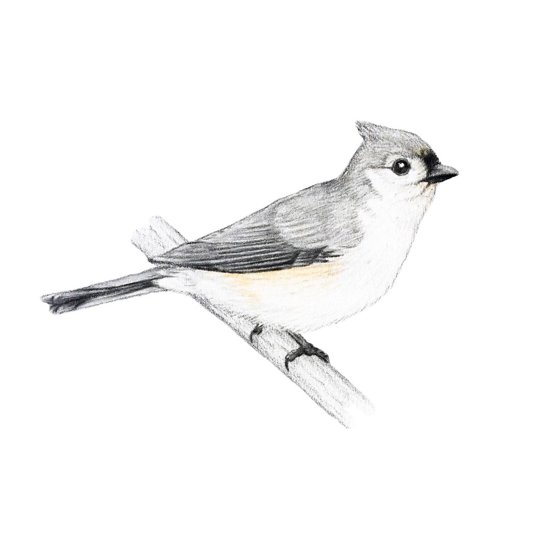 Tufted Titmouse Art Illustration | Print 5x7 | Birding Birdwatching ...