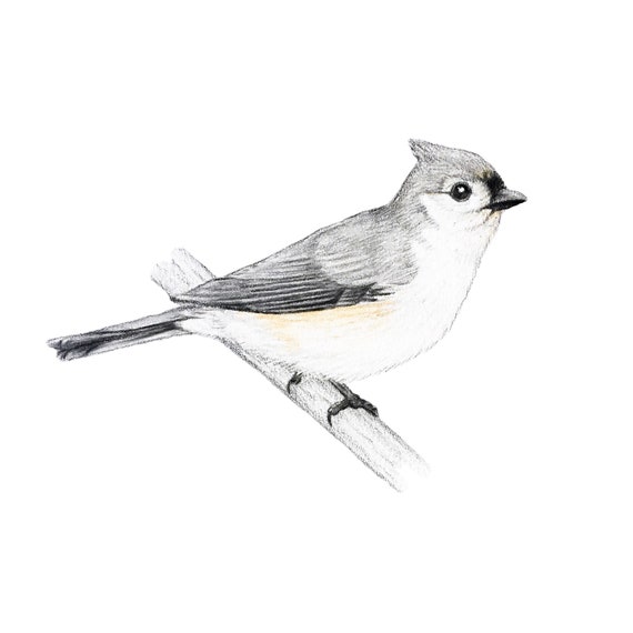 Tufted titmouse art illustration print 5x7 birding | Etsy
