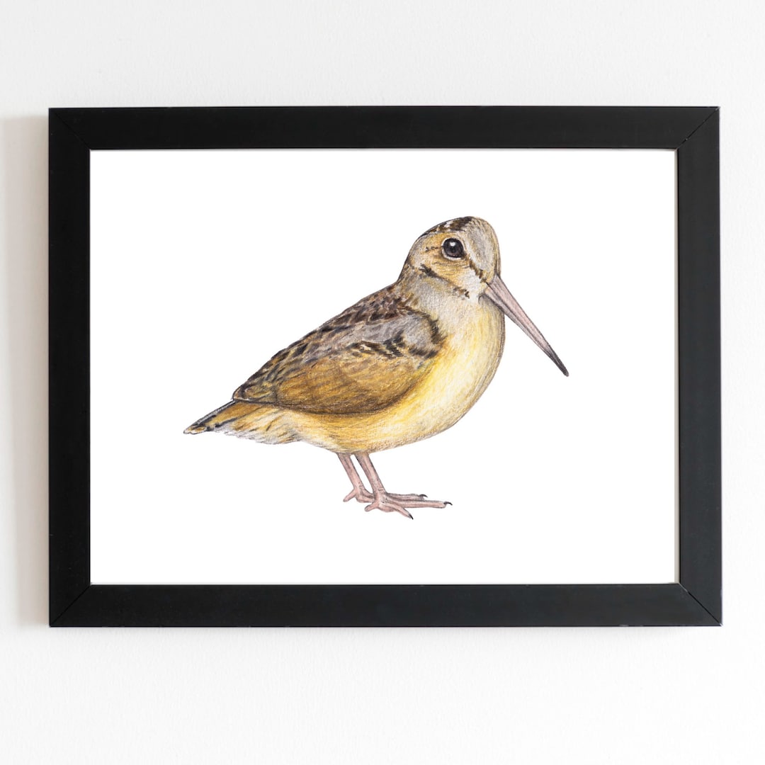 American Woodcock Art Print, Bird Art, Bird Art Print, Birding ...