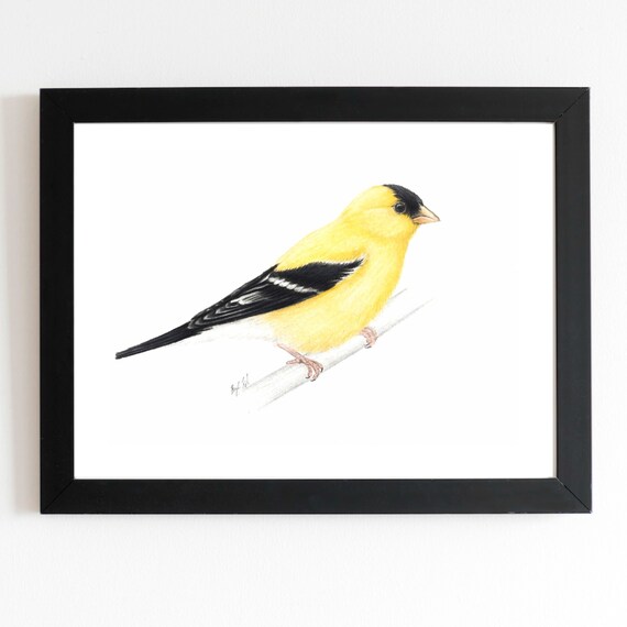 American Goldfinch Drawing