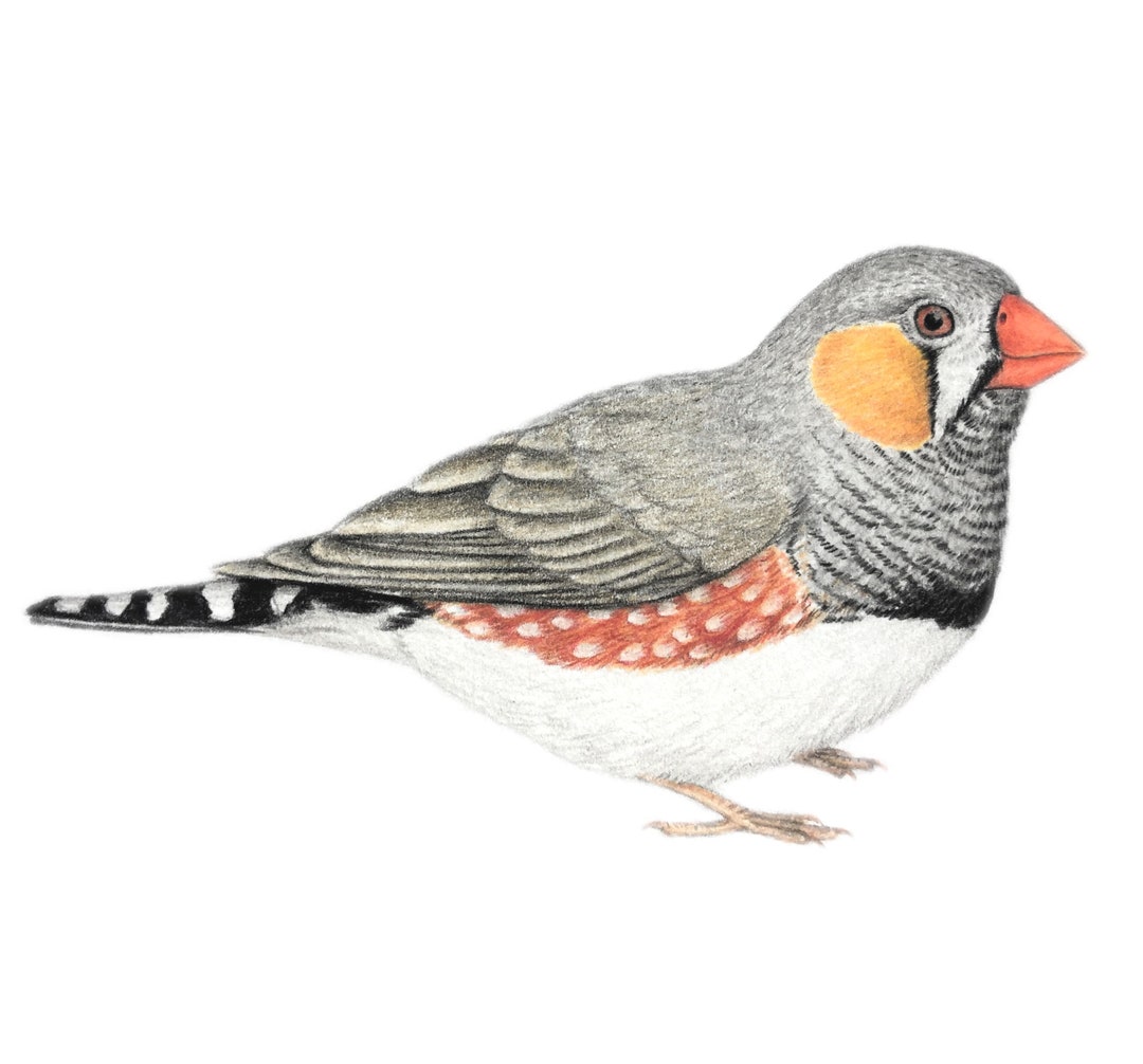 Zebra Finch Art Illustration, Drawing Artwork, Pet Finch 5x7 Decor Gift ...