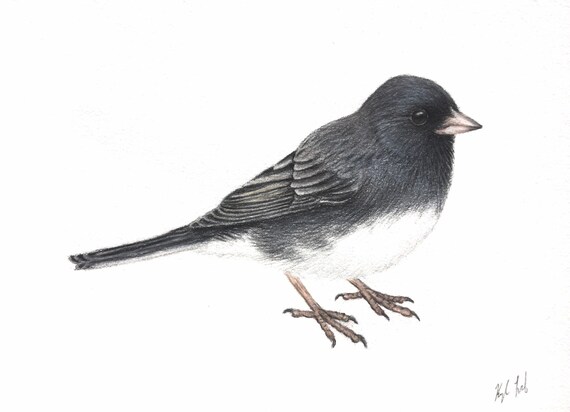 Dark Eyed Junco Art Illustration Bird Art Artwork Birding | Etsy