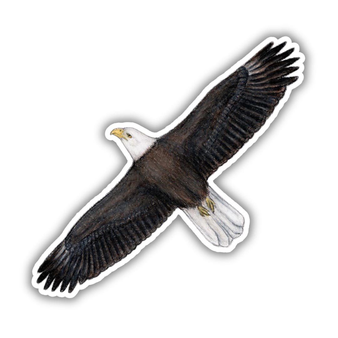 Bald Eagle Sticker Decal, Water-resistant, Bird Lover Gift, Birding ...