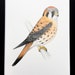 American Kestrel Art Falcon Falconry Drawing Bird of Prey - Etsy Israel