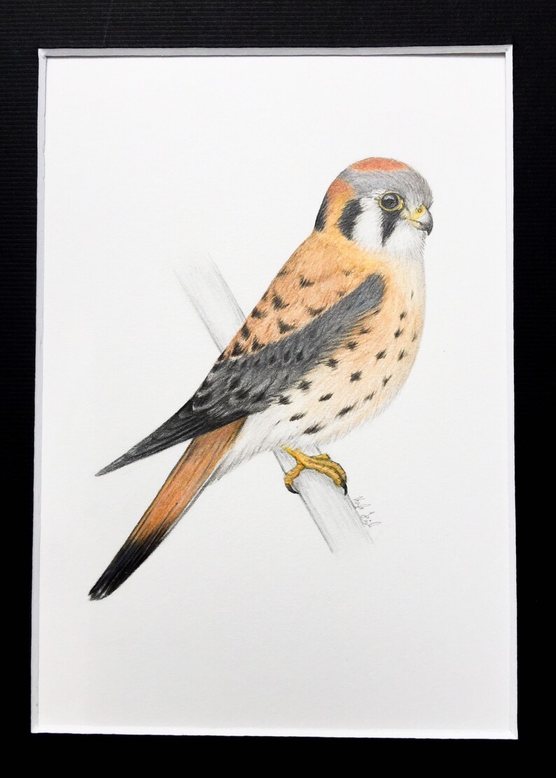 American kestrel art falcon falconry drawing bird of prey | Etsy