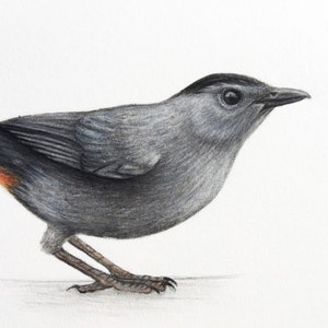 Gray Catbird Art Illustration Bird Artwork Ornithology Print 5x7 - Etsy