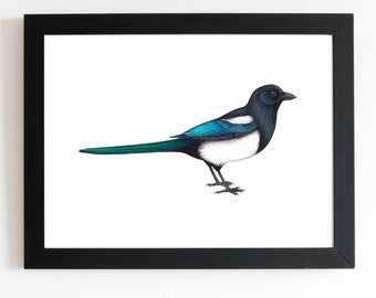 Black-billed Magpie - Etsy