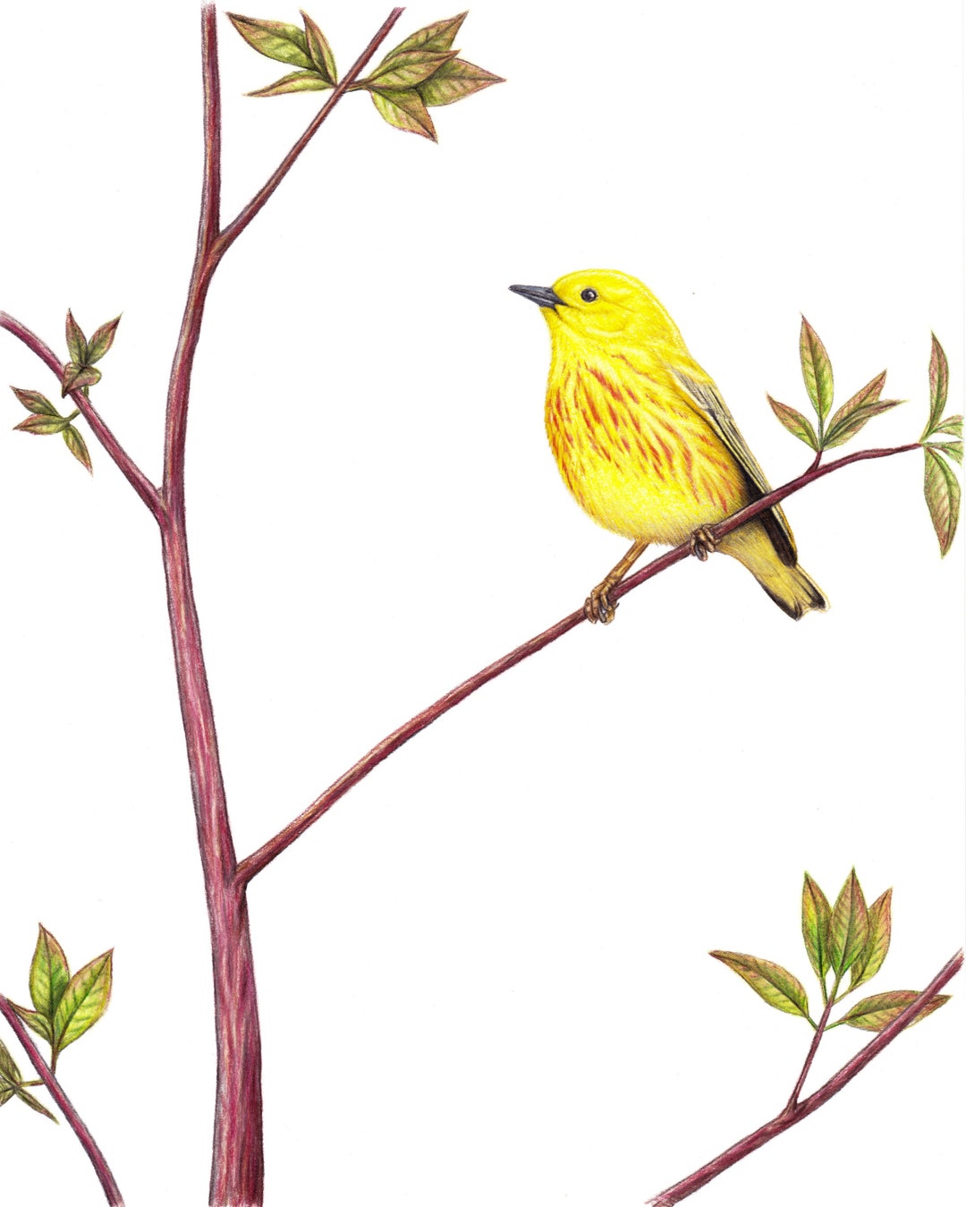 Lifesize Original Yellow Warbler Drawing, Colored Pencil Art, Birds ...