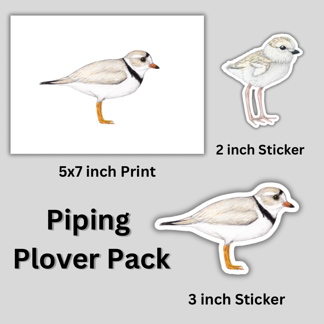 Piping Plover Pack, Including Print and 2 Stickers - Etsy