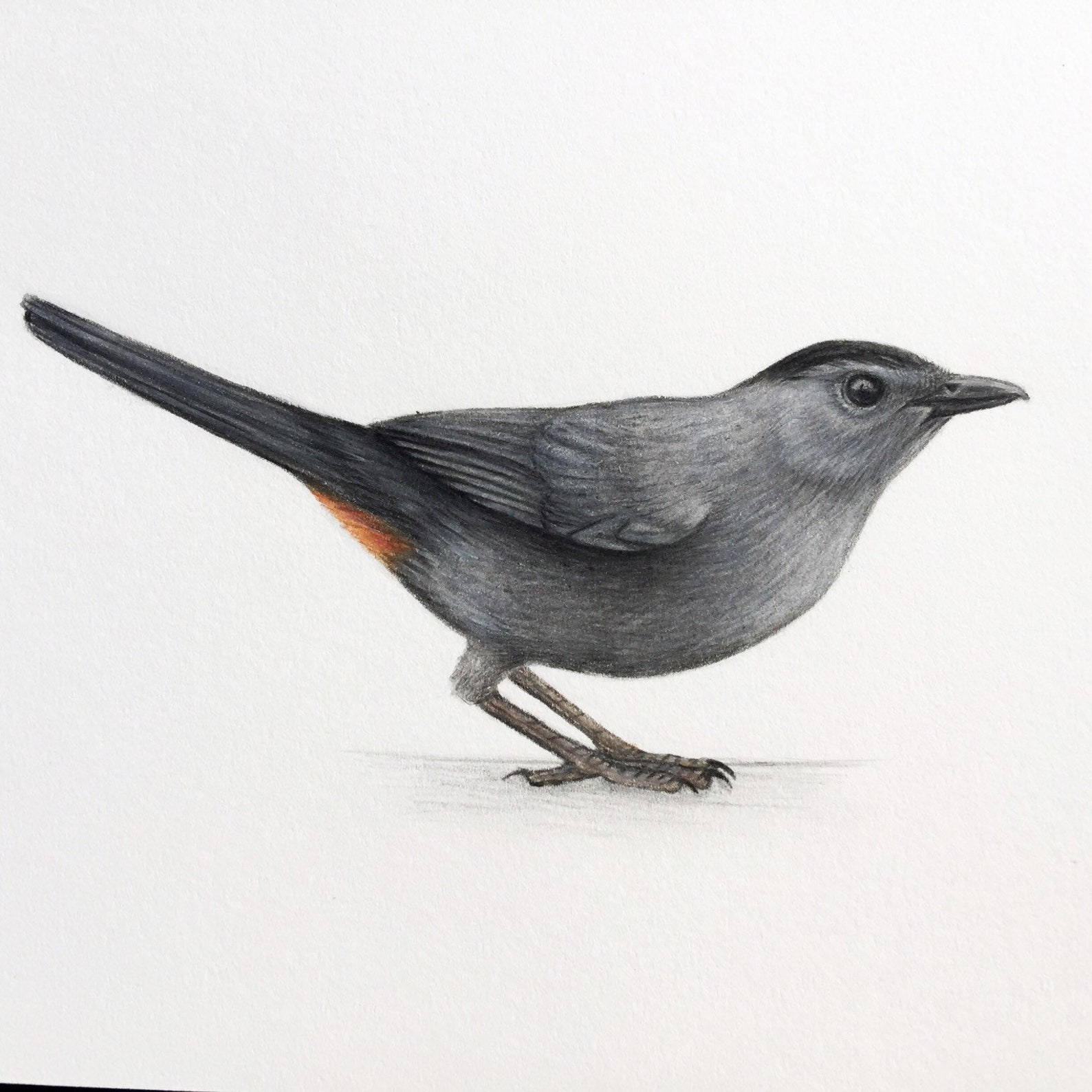 Gray Catbird Art Illustration Bird Artwork Ornithology Print 5x7 - Etsy