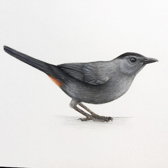Gray Catbird Art Illustration Bird Artwork Ornithology Print | Etsy