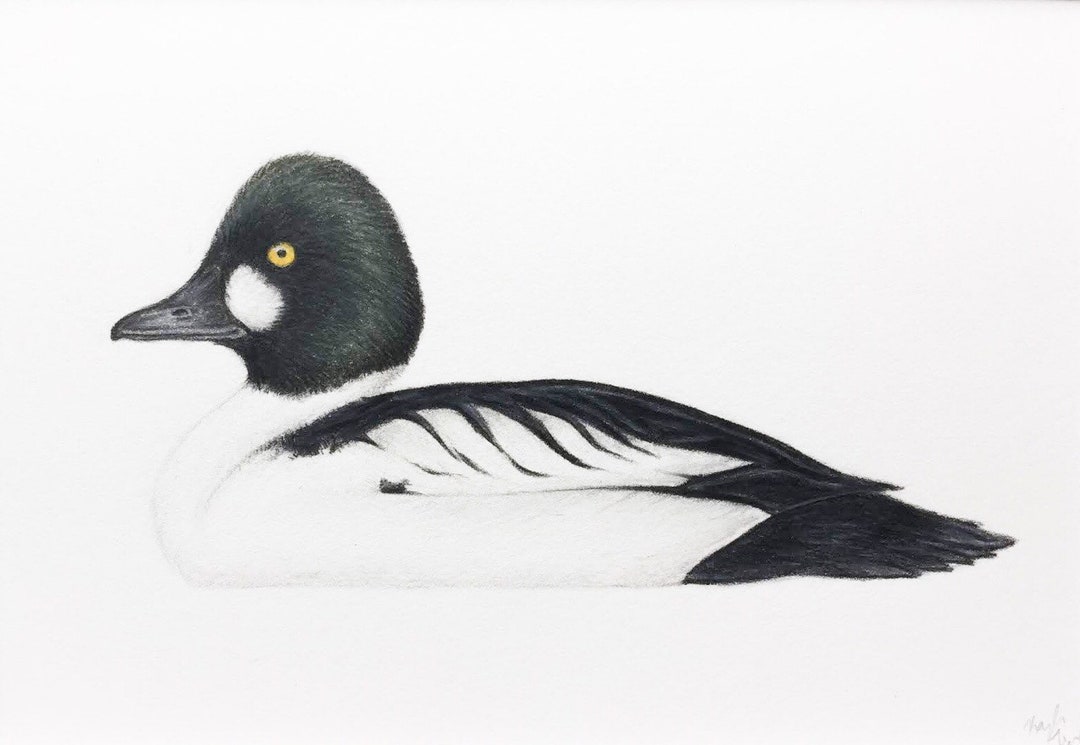 Common Goldeneye Drawing, Goldeneye Art, Waterfowl Art, Waterfowl ...