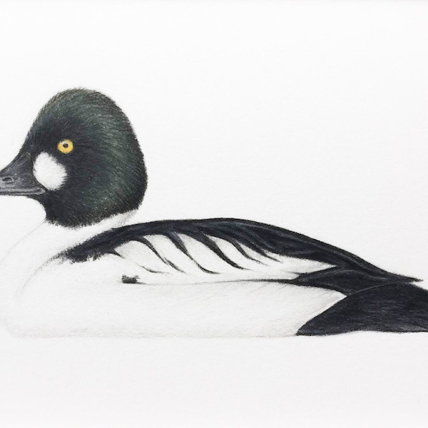 Goldeneye Duck Wall Art - Etsy