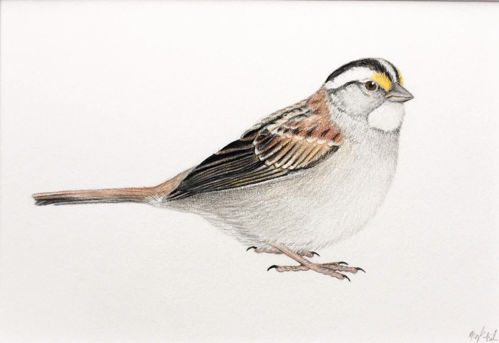White Throated Sparrow Drawing Sparrow Art, Bird Art, Bird Drawing ...