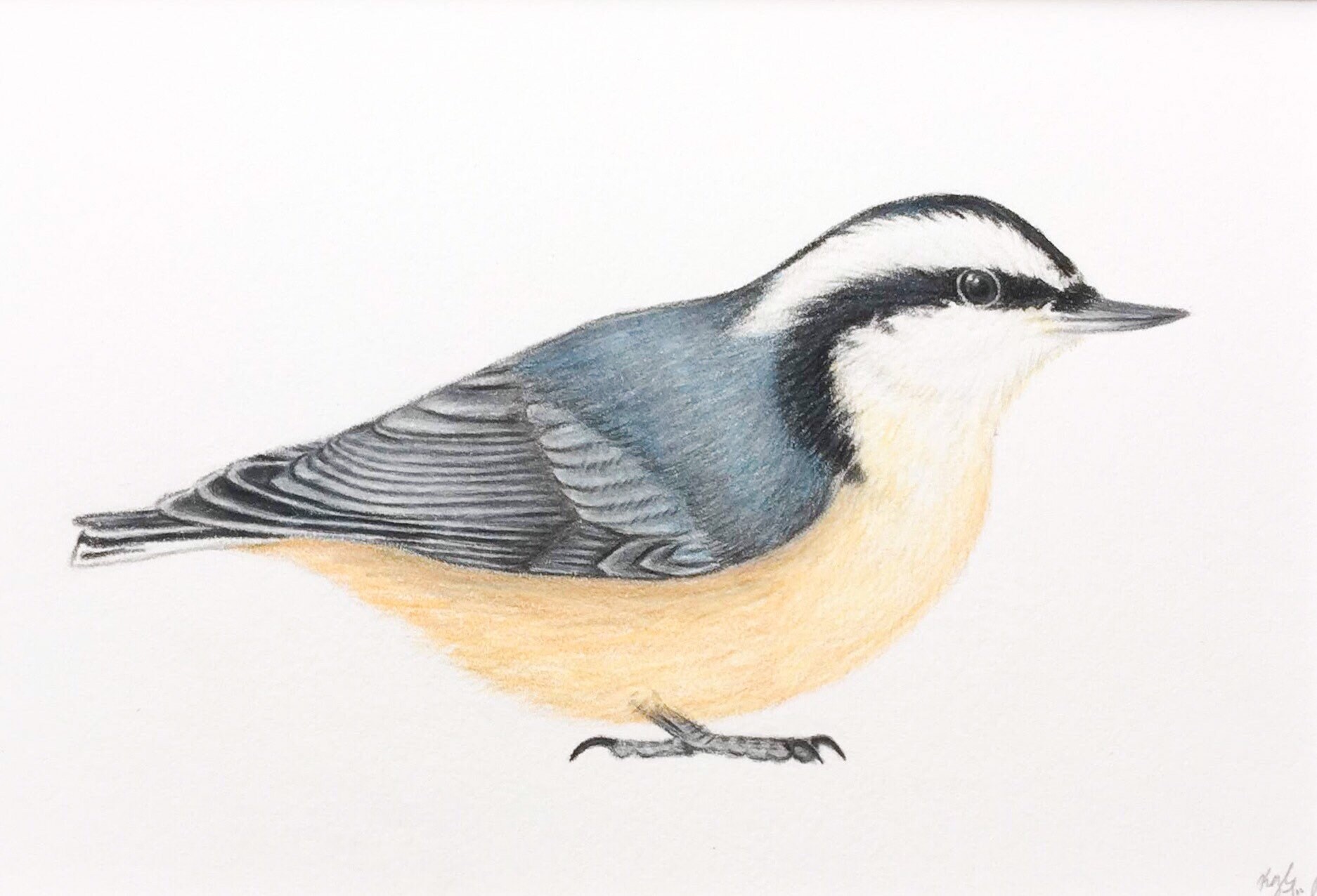 Red Breasted Nuthatch Drawing