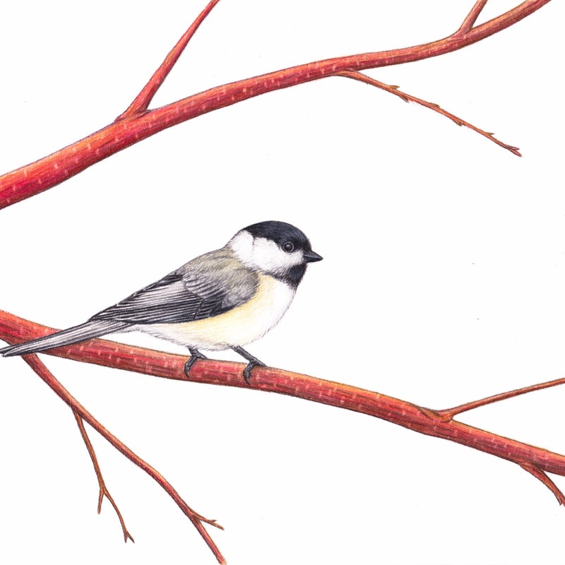 Chickadee Drawing - Etsy