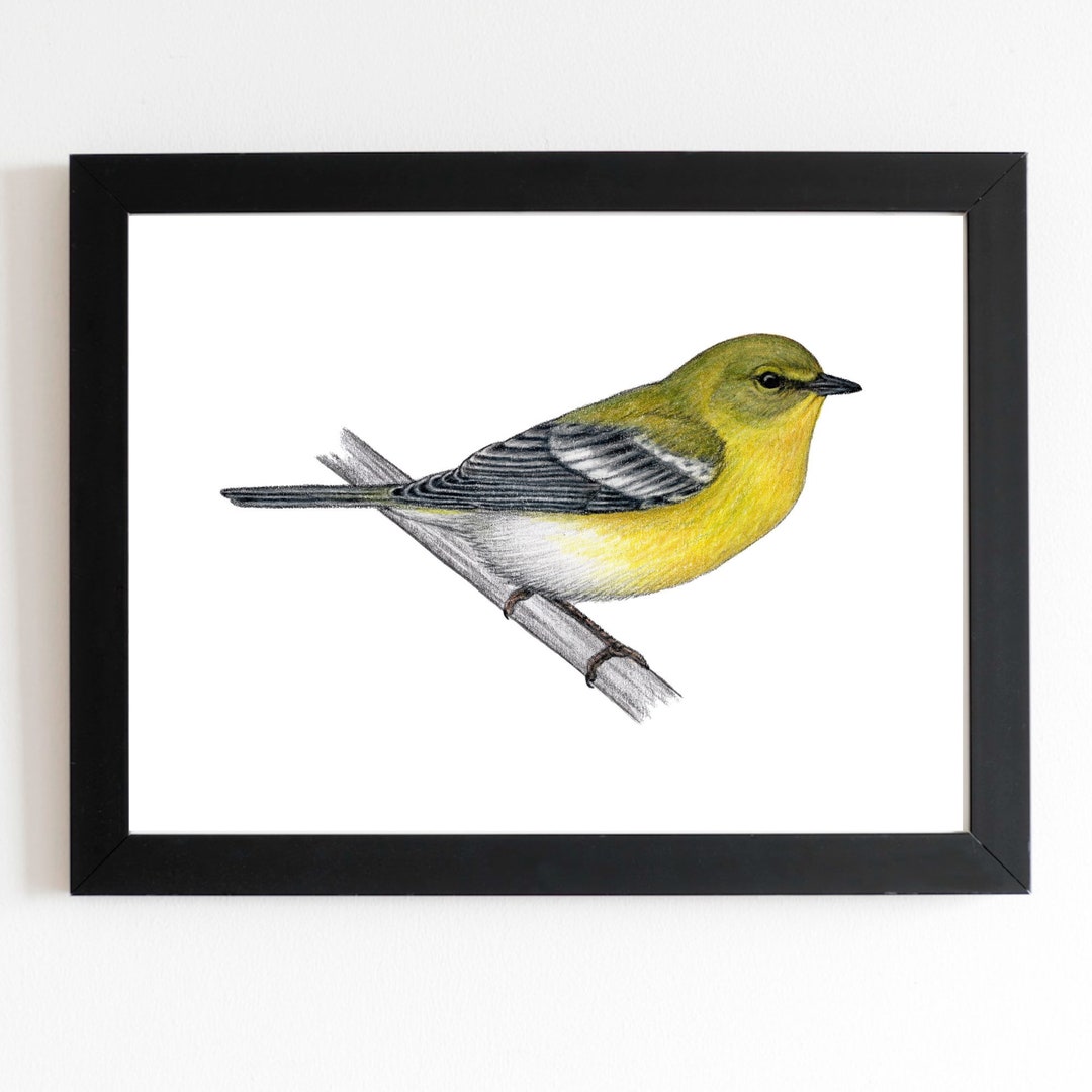 Pine Warbler Art Print 5x7 Inches, Bird Art, Bird Art Print, Birding ...