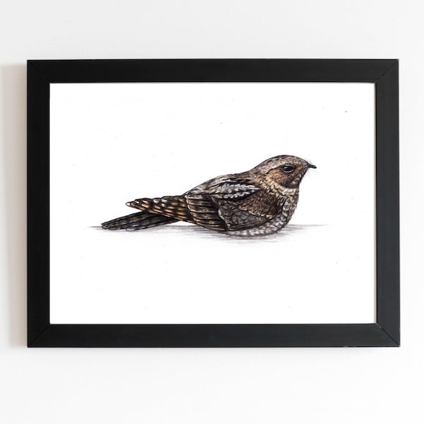 Whip Poor Will - Etsy