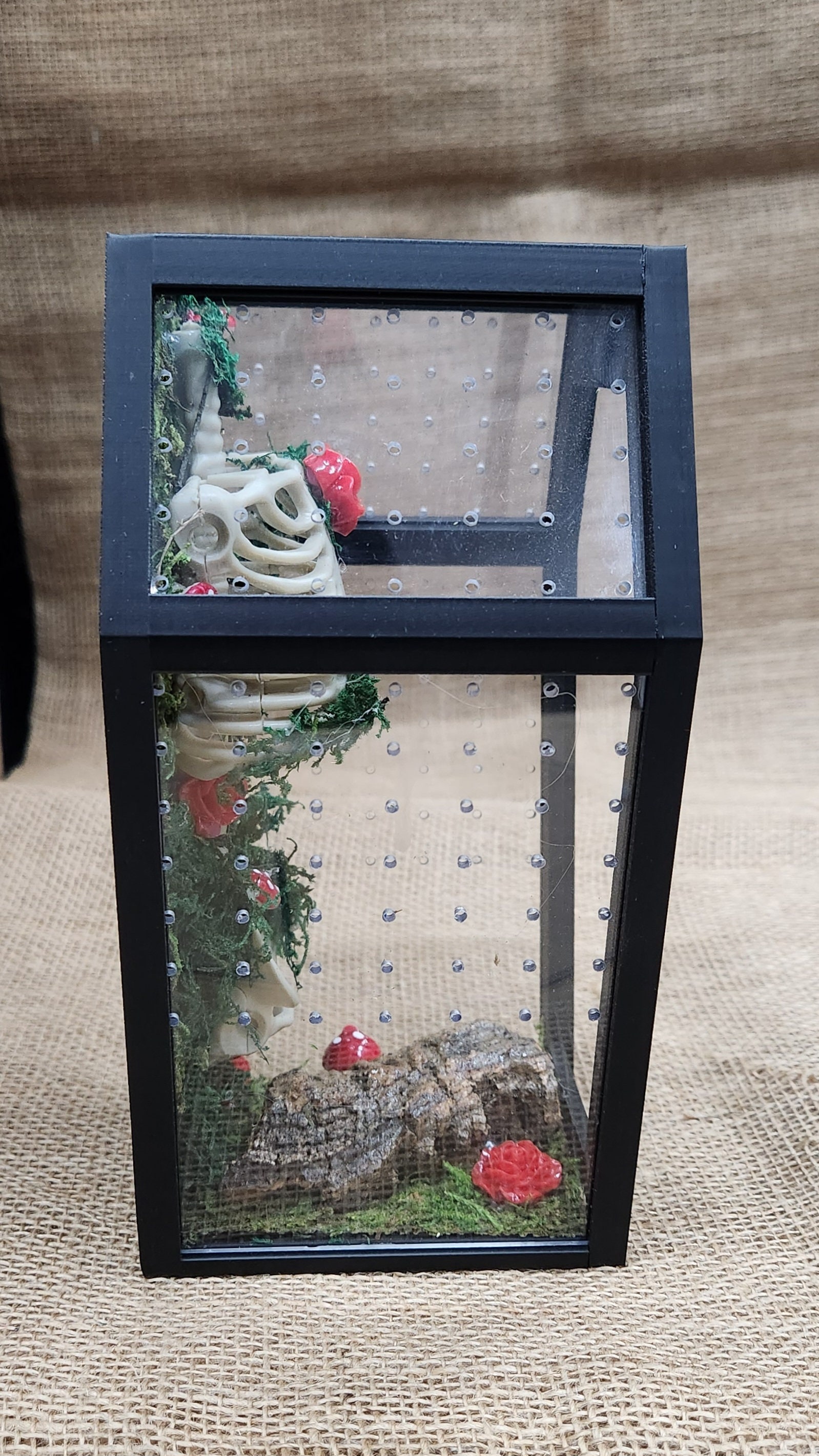Coffin & Bones Jumping Spider Enclosure Medium - Etsy