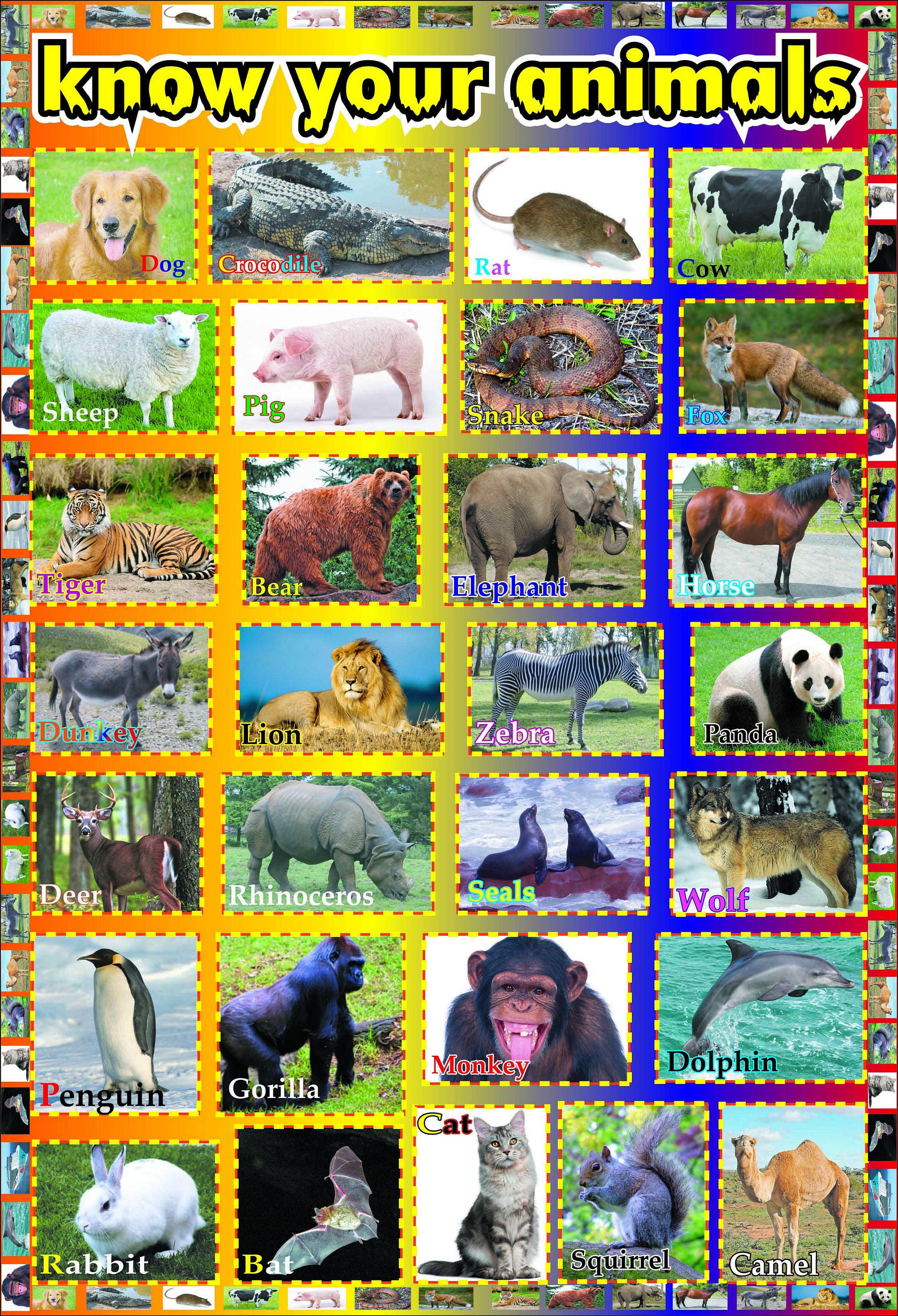 Laminated KNOW ANIMAL Learning Kids Educational School Type Poster Wall ...