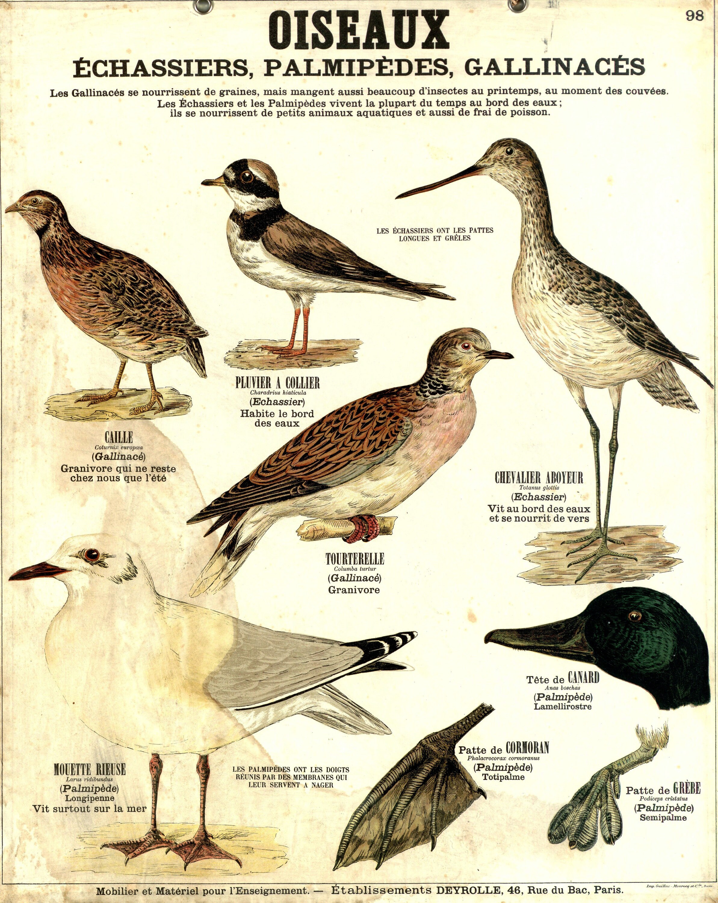 VINTAGE ZOOLOGICAL Gang Cockatoo Goliath Great Egret Grey Heron Audubon ...