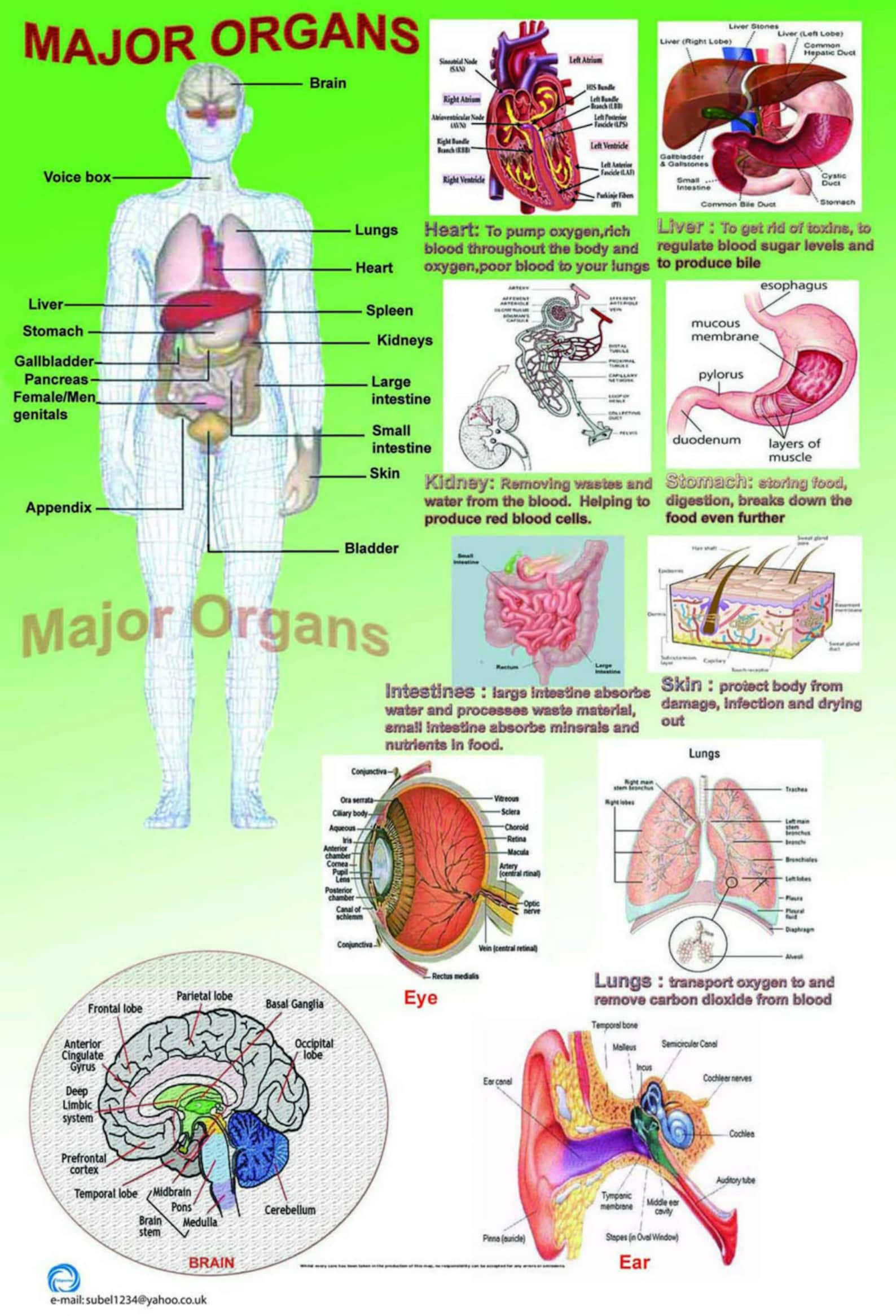 Laminated MAJOR ORGANS Educational / Medical / Doctor School Type ...