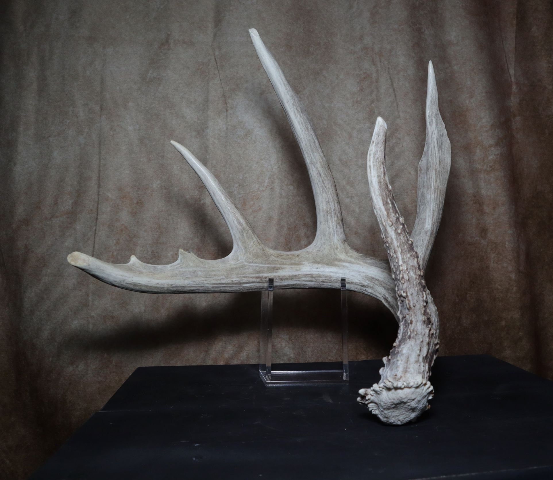 Whitetail Antler G1