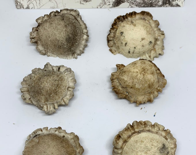 Antler Burrs Antler Burr Antler Bases Antler Base Deer - Etsy