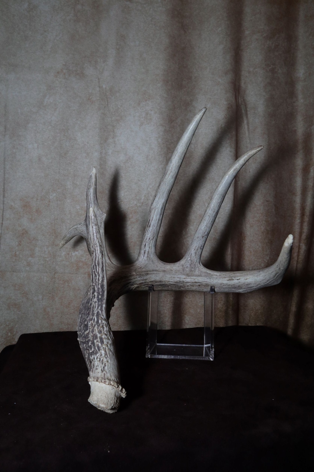 Deer Antler Deer Shed Antler Deer Shed Whitetail Shed Whitetail Shed ...