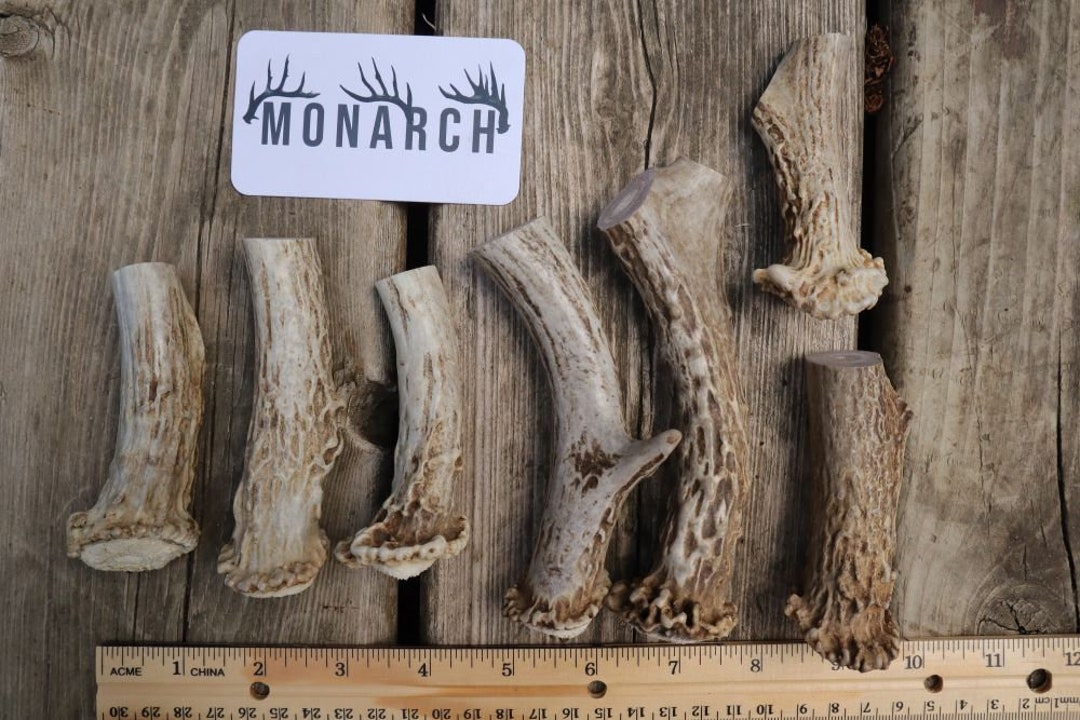 Antler Bases Deer Antler Bases Antler Beams Shed Antler Bases Antler ...